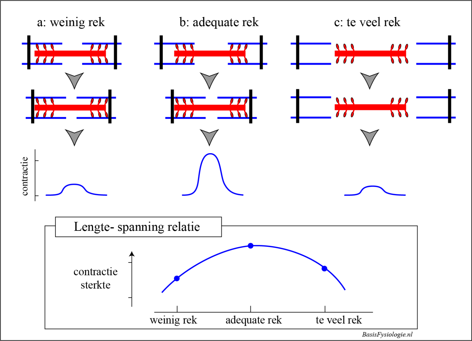 A.4.3. De Sarcomeer – BasisFysiologie.nl
