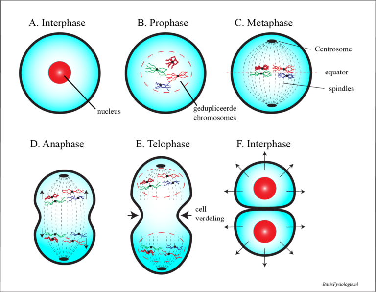 A.2.5. Mitose en Meiose