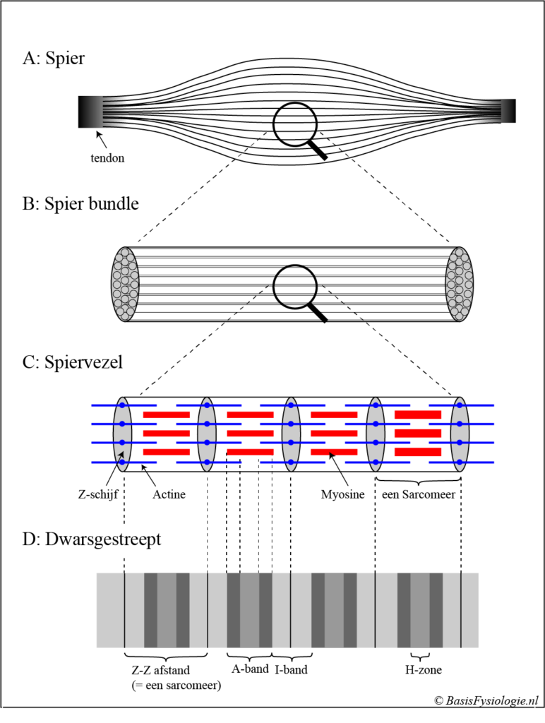 A.4.1. De Spiercel – BasisFysiologie.nl