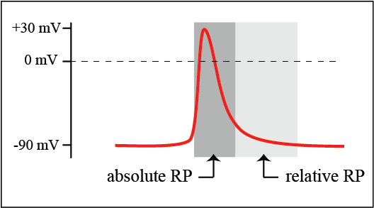 A.3.3. De Actiepotentiaal – BasisFysiologie.nl