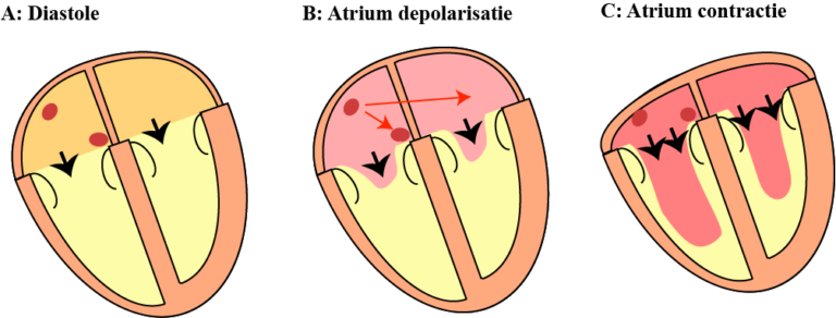 B.4.2. Hart Systole – BasisFysiologie.nl