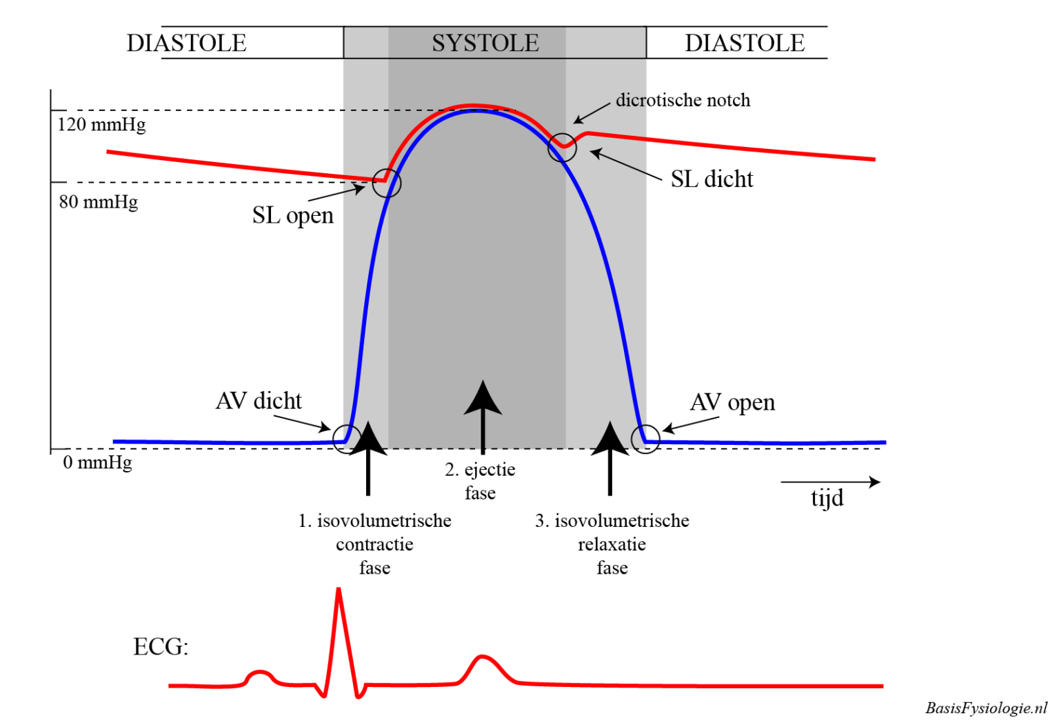 B.4.2. Hart Systole – BasisFysiologie.nl
