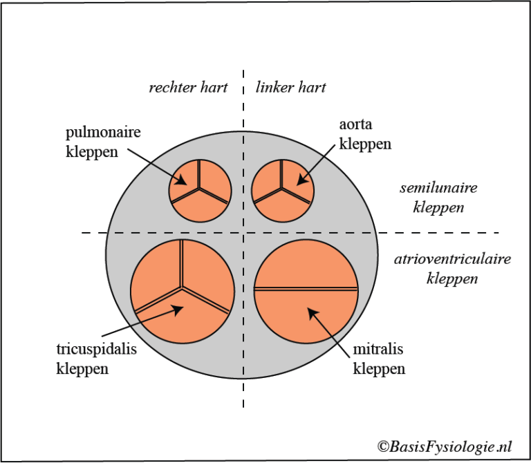 B.2. Structuur van het Hart – BasisFysiologie.nl