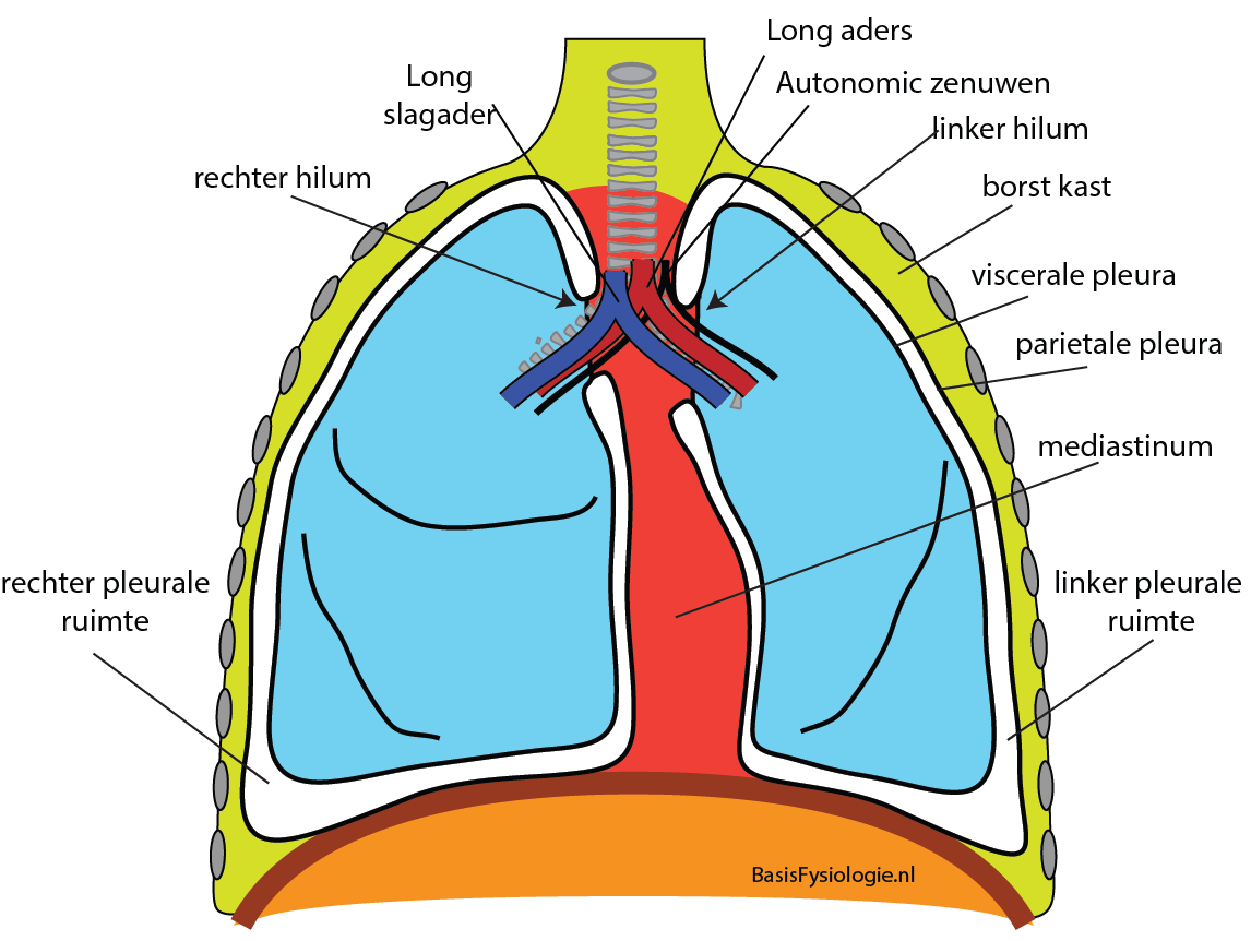 C.4.2. De Pleura. – BasisFysiologie.nl