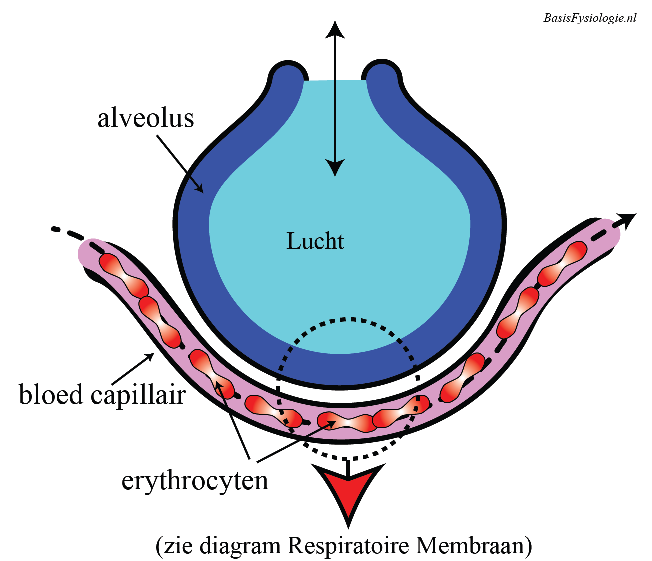 C.4.5. De Respiratoire Membraan – BasisFysiologie.nl