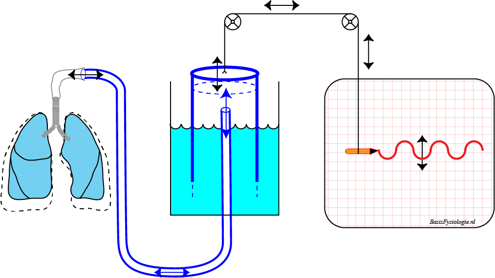 C.4.3. Long Volumes – BasisFysiologie.nl