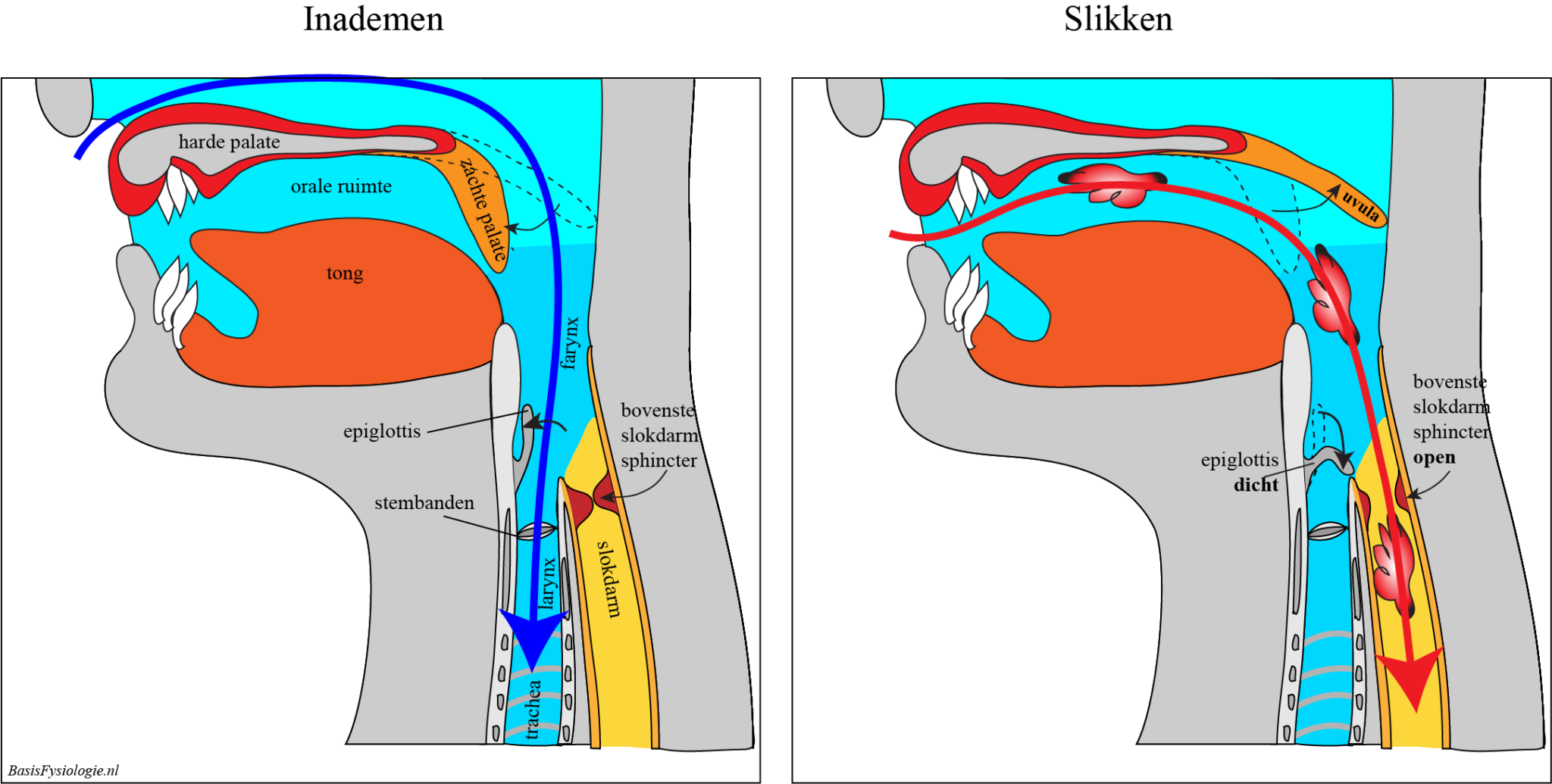 C.2. Bovenste Luchtwegen – BasisFysiologie.nl