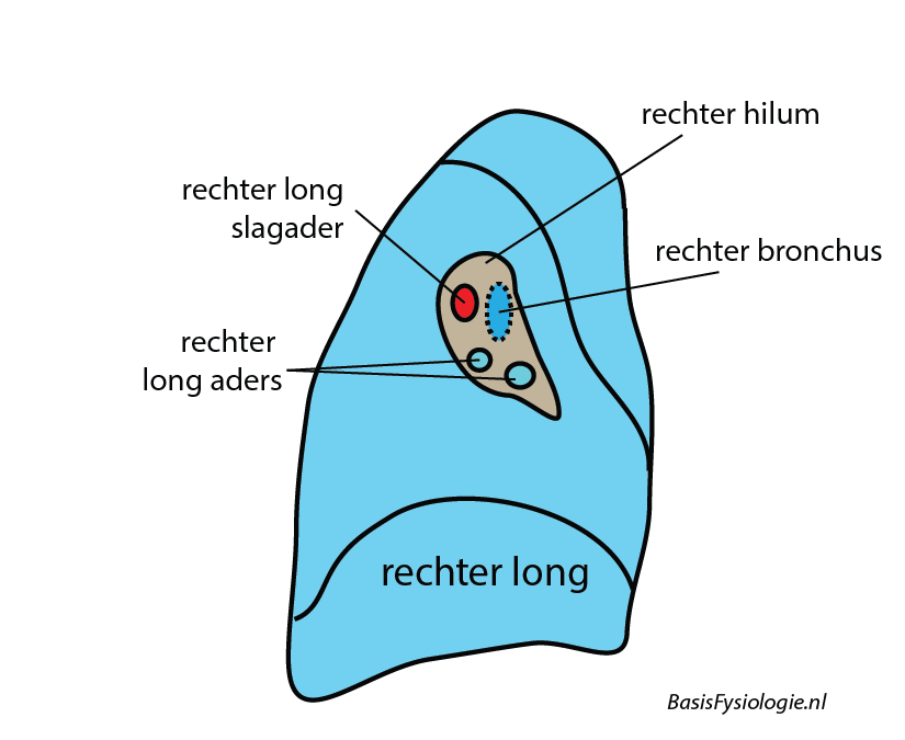 C.4.2. De Pleura. – BasisFysiologie.nl