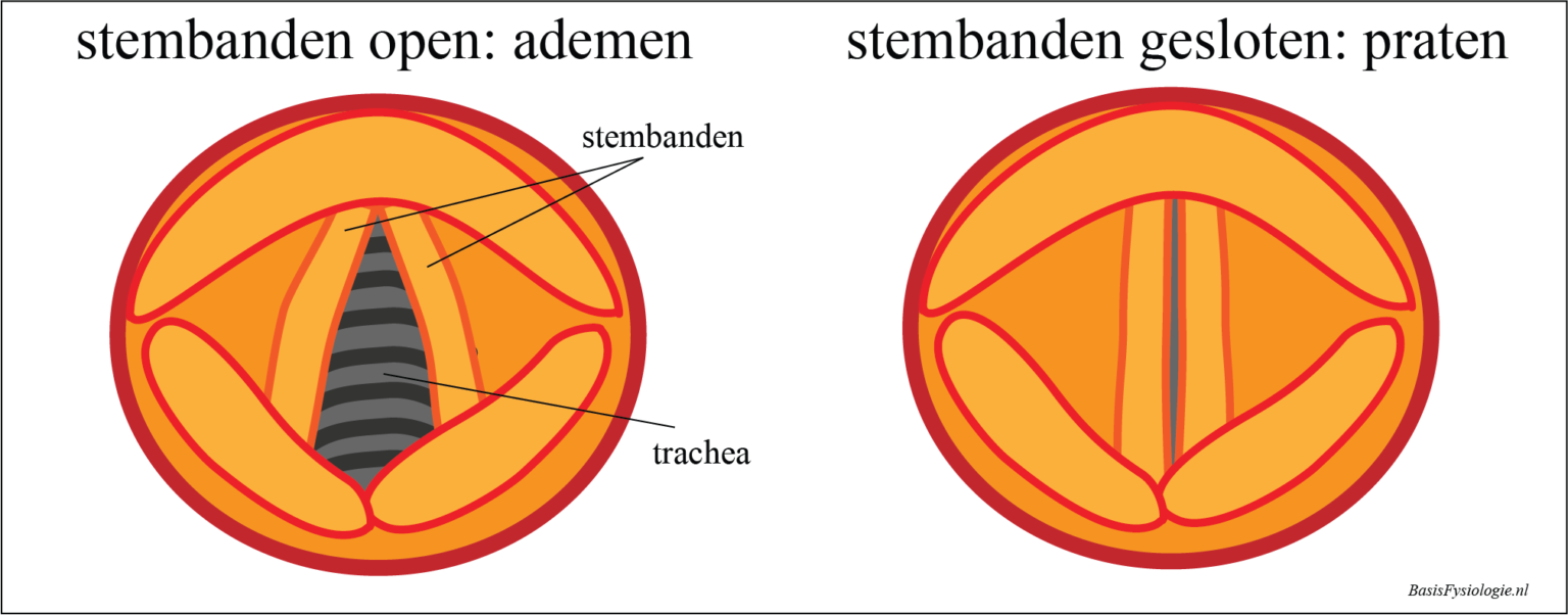 C.3. Onderste Luchtwegen – BasisFysiologie.nl