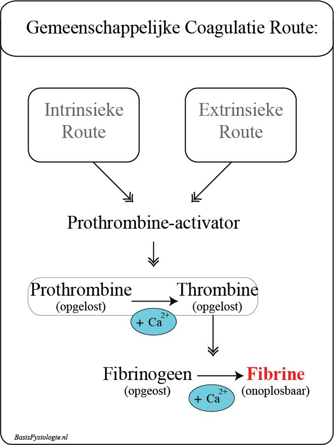 D.5. Stollings Systeem