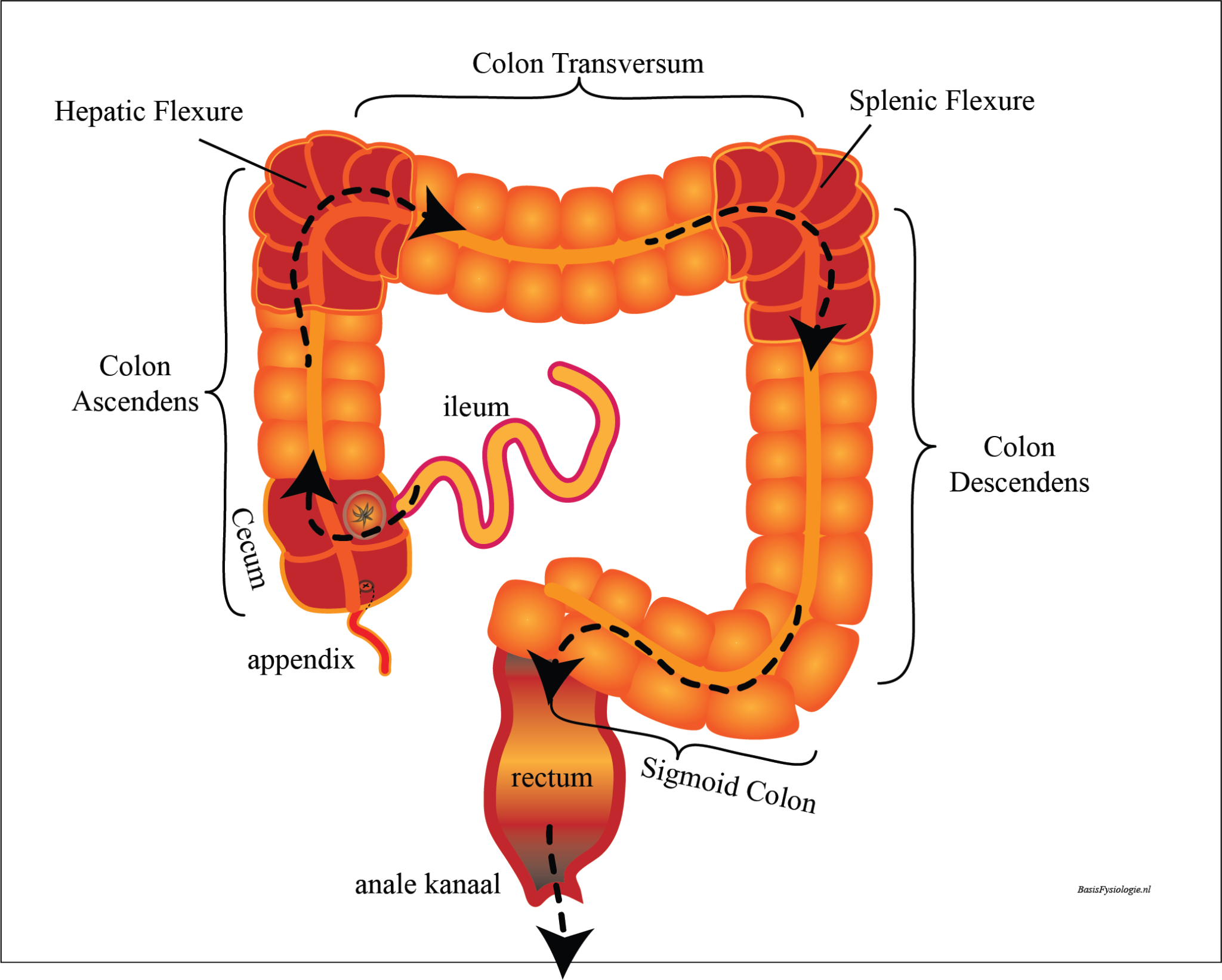 E.6. Dikke Darm – BasisFysiologie.nl