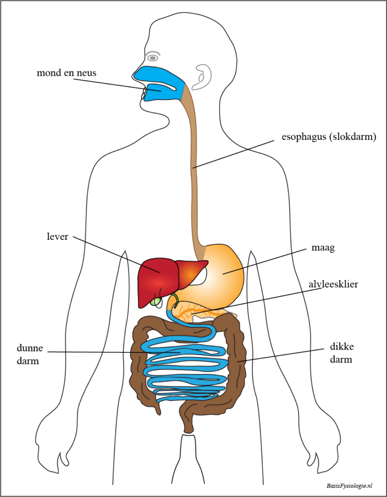E.1. Introductie Spijsvertering – BasisFysiologie.nl