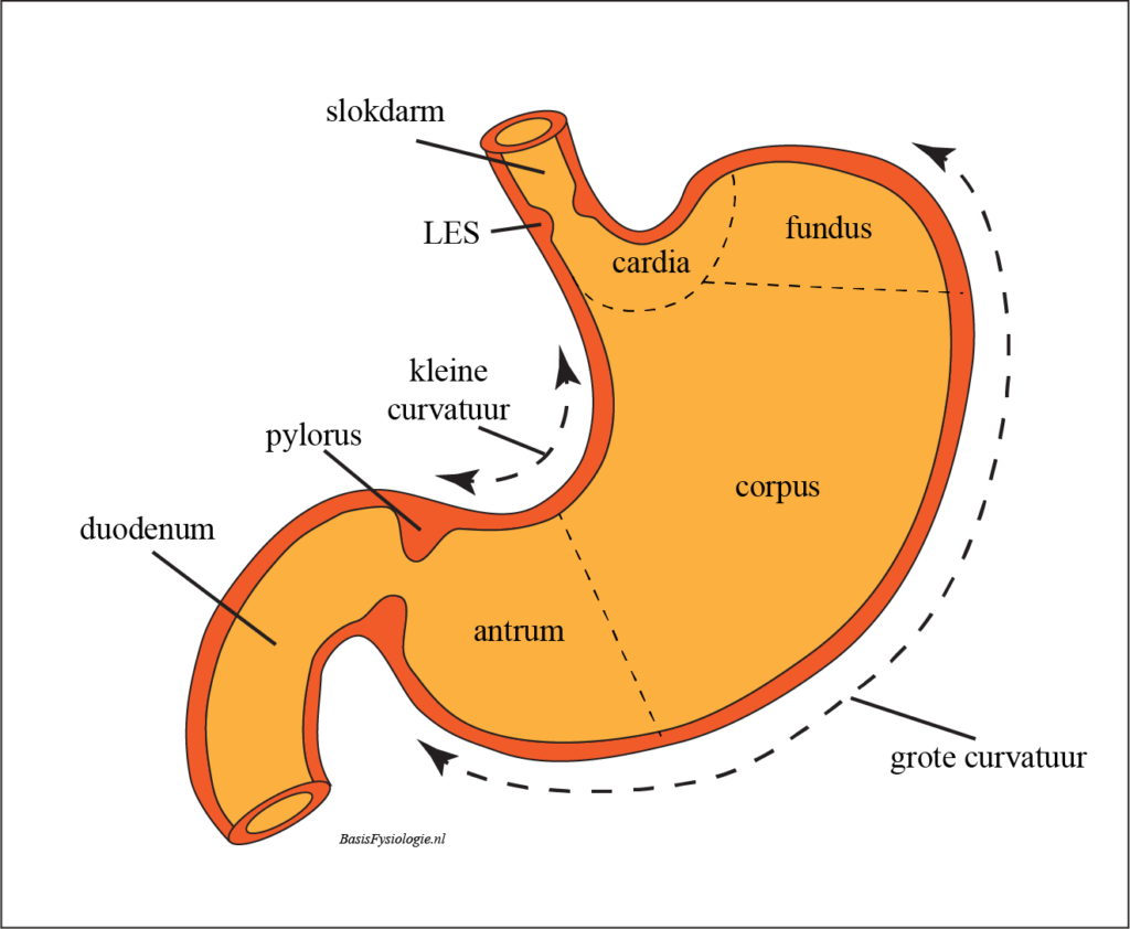 E.4. De Maag – BasisFysiologie.nl