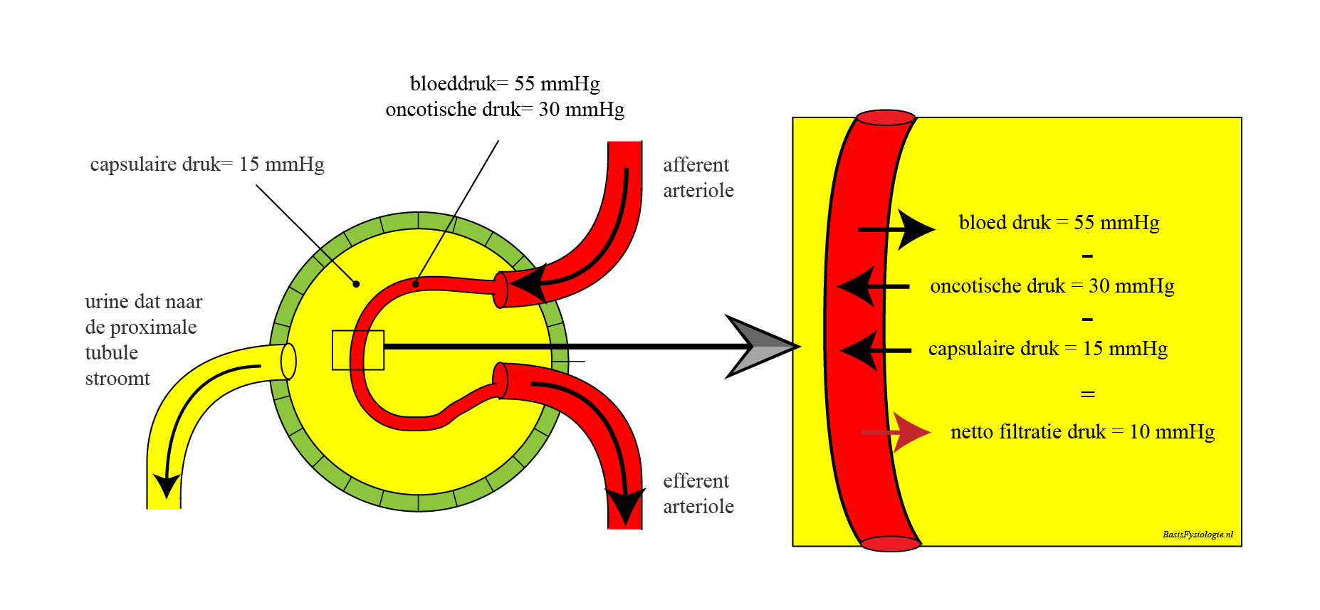 F.3.2. De Glomerulus – BasisFysiologie.nl