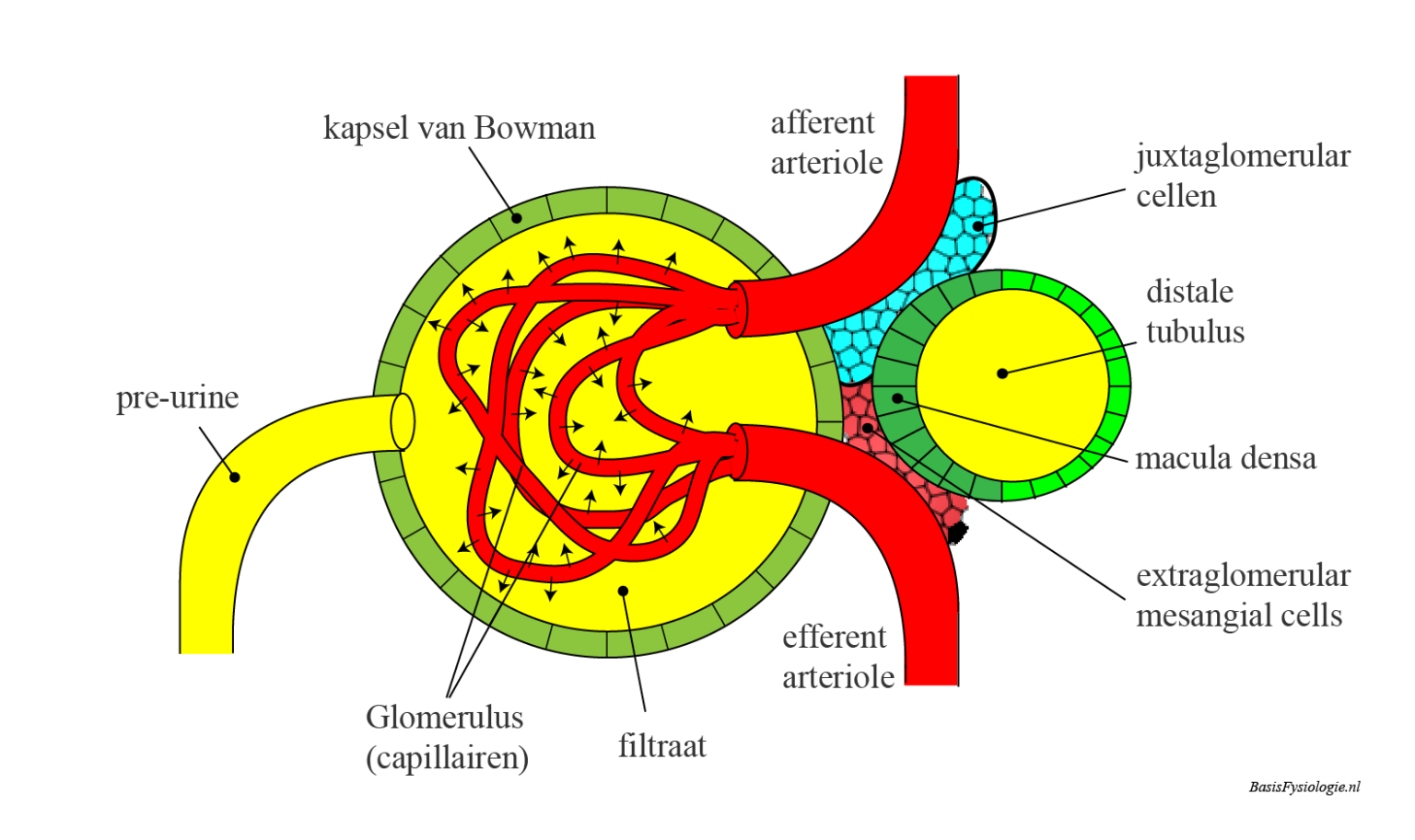 F.3.5. Distale tubulus – BasisFysiologie.nl