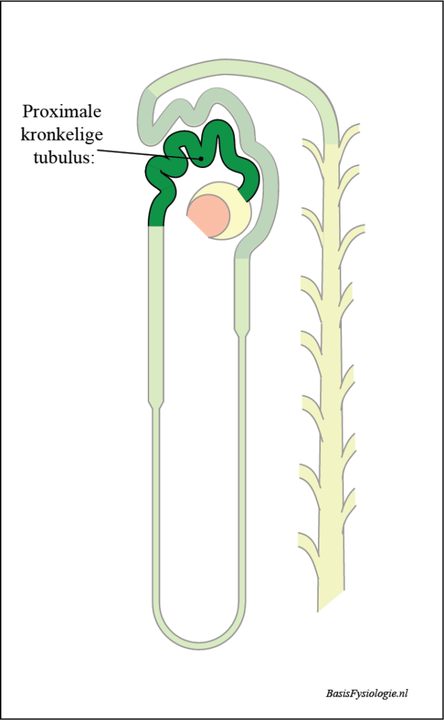 F.3.3. Proximale tubulus – BasisFysiologie.nl