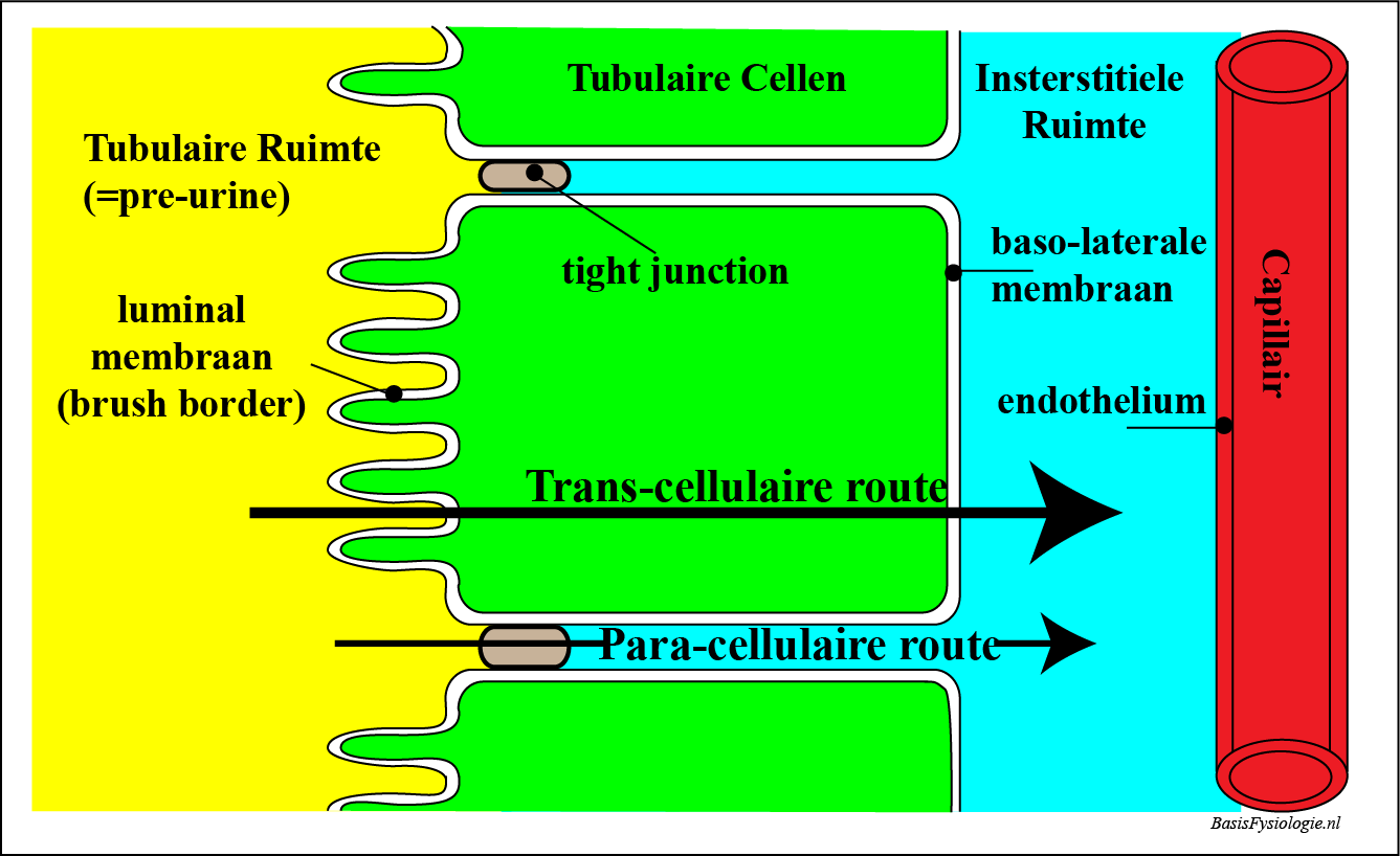 F.3.3. Proximale tubulus – BasisFysiologie.nl