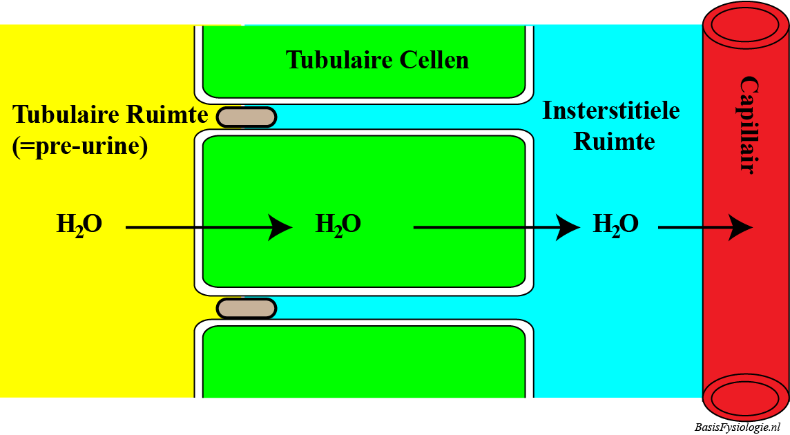 F.3.3. Proximale tubulus – BasisFysiologie.nl