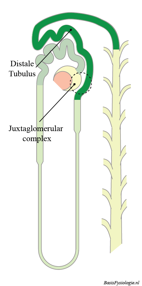 F.3.5. Distale tubulus – BasisFysiologie.nl