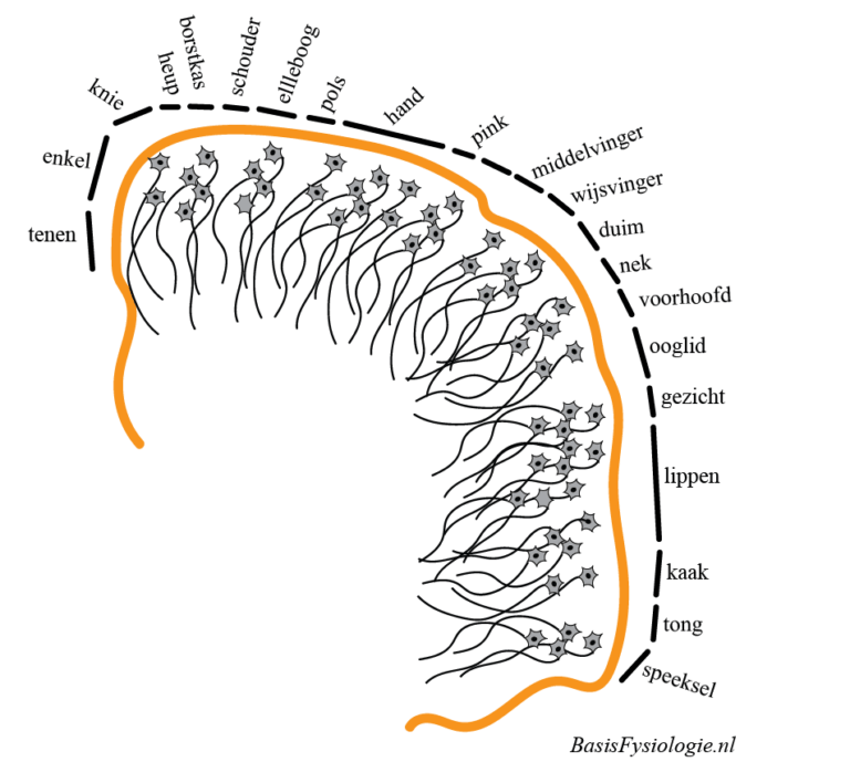 H.4.1. Motorisch Systeem – BasisFysiologie.nl